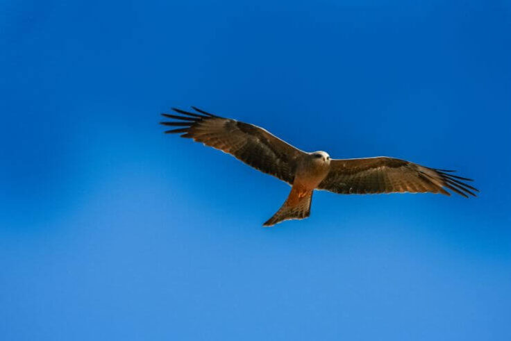 The Eagles of Africa