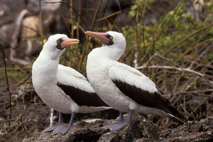 11 White Birds with Long Beaks of North America (With Pictures)
