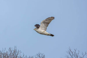 13 Hawks in New Mexico (With Pictures)
