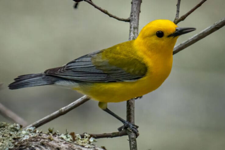 13 Beautiful Birds With Yellow Bellies (With Pictures)