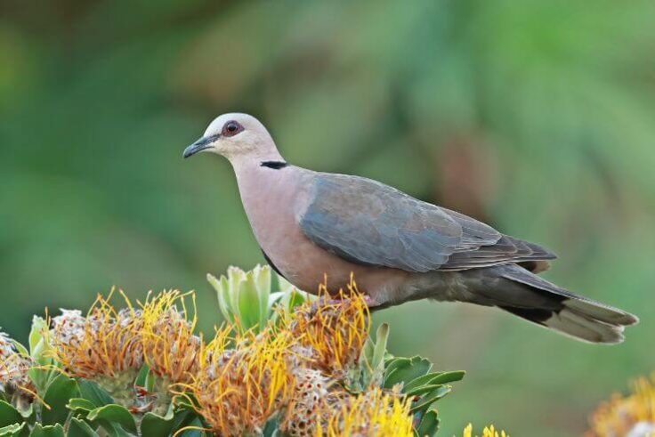 17 Garden Birds of South Africa (With Pictures)