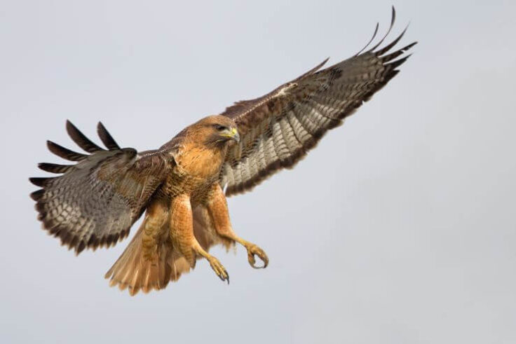 Hawks in Maryland (With Pictures)