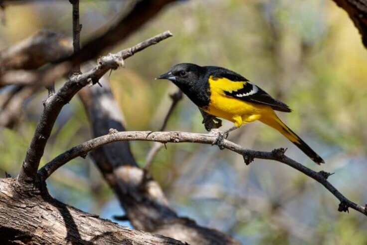 13 Beautiful Birds With Yellow Bellies (With Pictures)