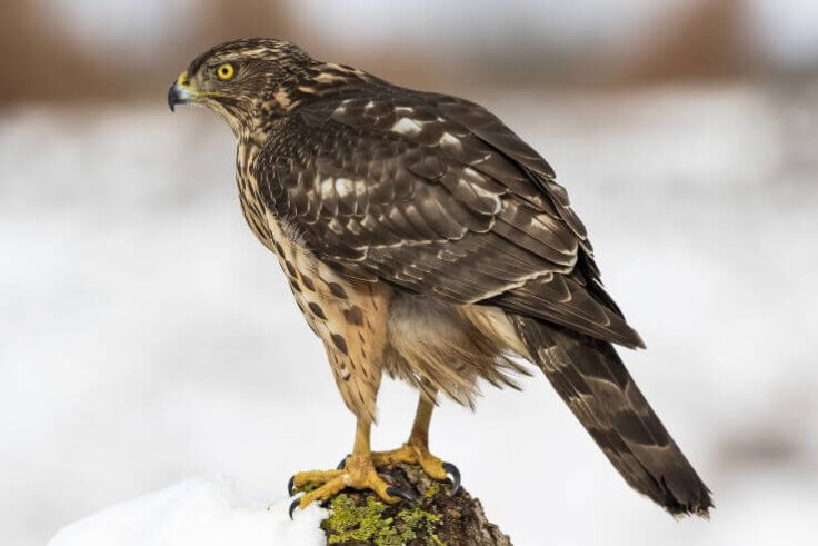 Hawks in Alabama (With Pictures)
