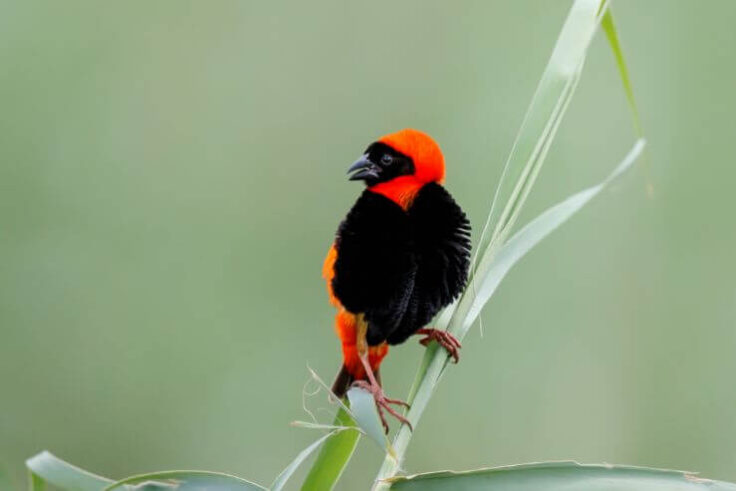 17 Garden Birds of South Africa (With Pictures)