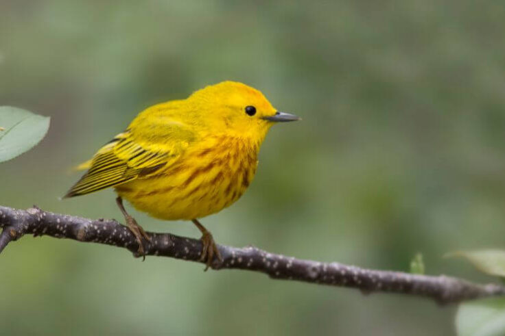 13 Beautiful Birds With Yellow Bellies (With Pictures)