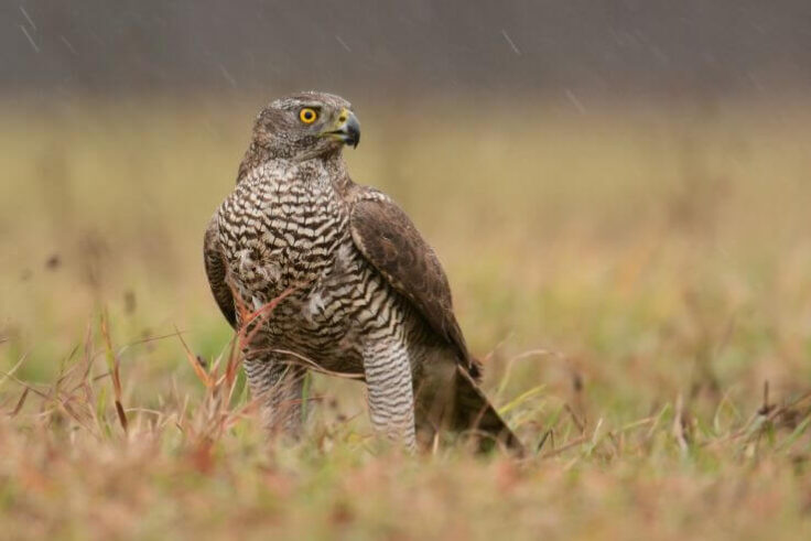 Africa’s Birds of Prey (With Pictures)