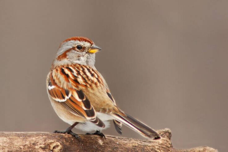 29 Sparrows in California (With Pictures)