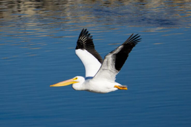 Pelicans in Wisconsin (With Pictures)