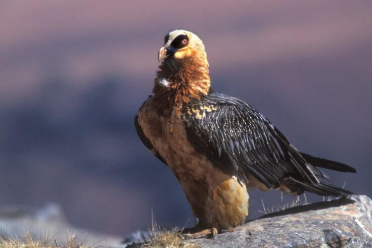 Africa’s Birds of Prey (With Pictures)