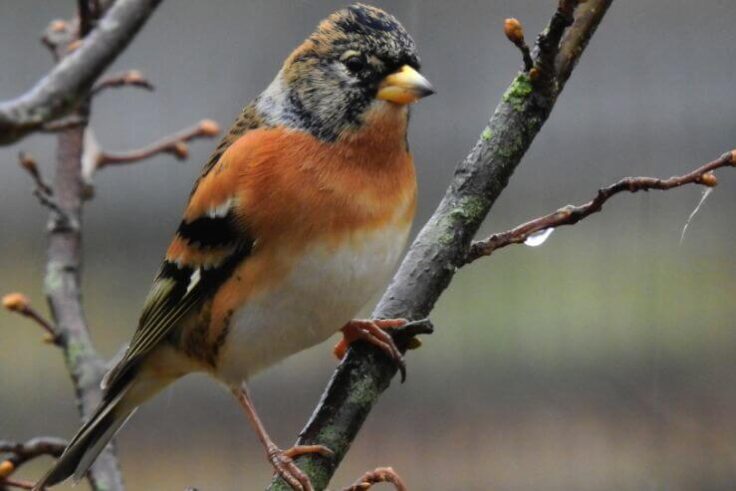14 Species of Finches in the UK (With Pictures)