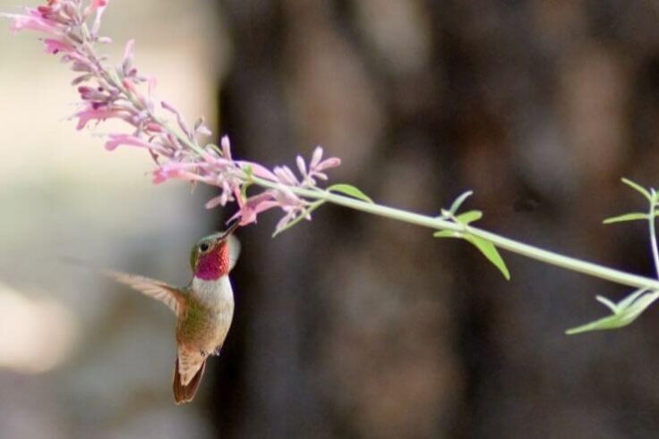 9 Hummingbirds in California (With Pictures)
