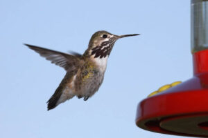 9 Hummingbirds in California (With Pictures)