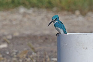 16 Exquisite Small Birds with Long Beaks (With Pictures)