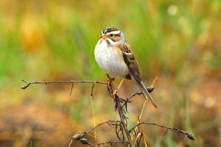 29 Sparrows in California (With Pictures)