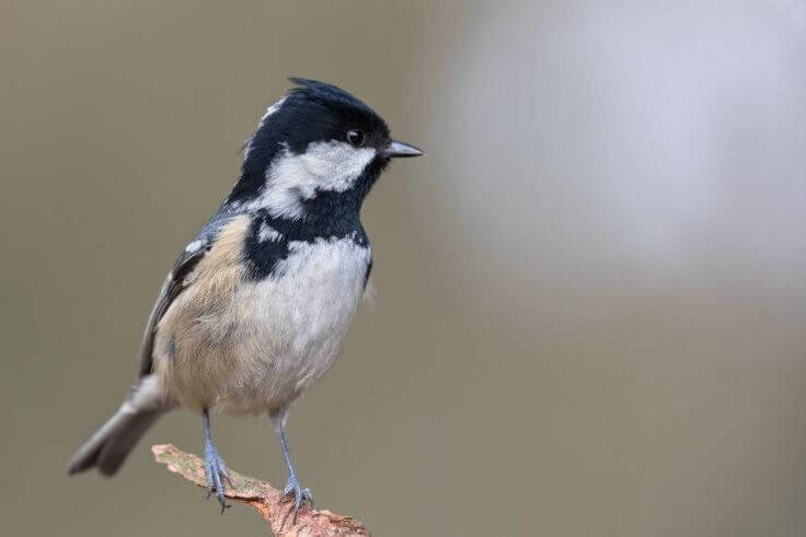 The 10 Smallest Birds in the UK (With Pictures)