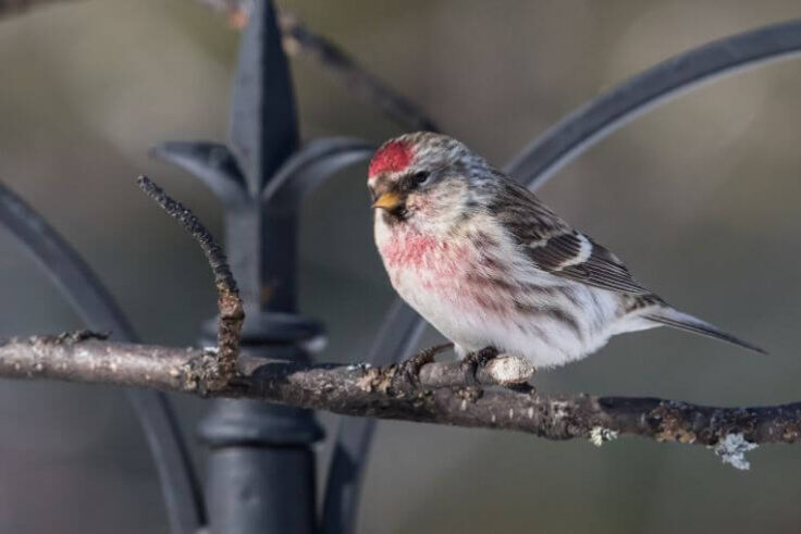 14 Species of Finches in the UK (With Pictures)