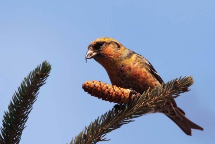 14 Species of Finches in the UK (With Pictures)