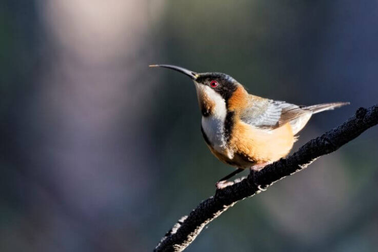 16 Exquisite Small Birds with Long Beaks (With Pictures)