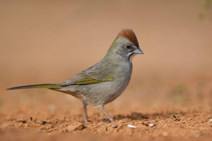 Birds of California - Local Bird Guides and Visual ID