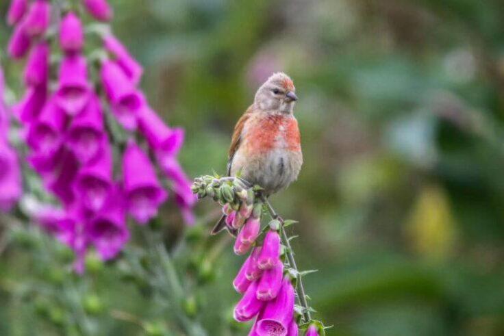 14 Species of Finches in the UK (With Pictures)