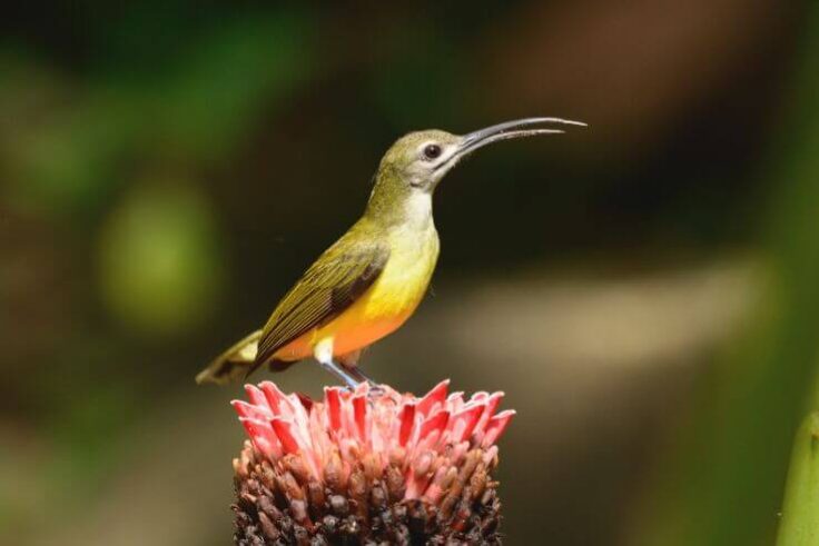 16 Exquisite Small Birds with Long Beaks (With Pictures)