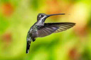 16 Exquisite Small Birds with Long Beaks (With Pictures)