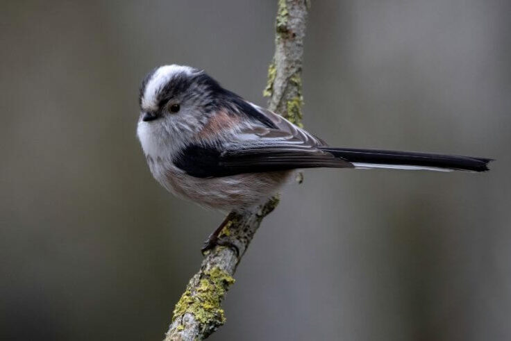 The 10 Smallest Birds in the UK (With Pictures)