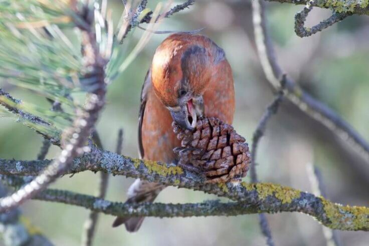 14 Species of Finches in the UK (With Pictures)