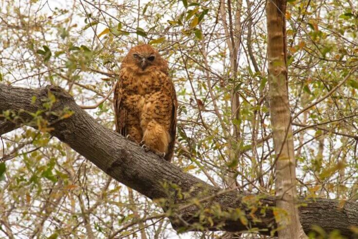 Africa’s Birds of Prey (With Pictures)