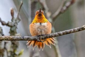 9 Hummingbirds in California (With Pictures)