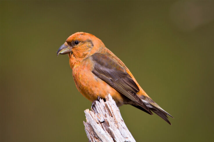 14 Species of Finches in the UK (With Pictures)
