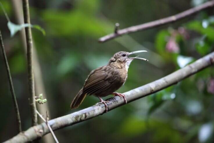 16 Exquisite Small Birds with Long Beaks (With Pictures)