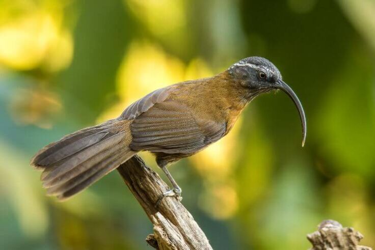 16 Exquisite Small Birds with Long Beaks (With Pictures)