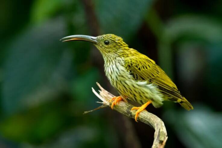 16 Exquisite Small Birds with Long Beaks (With Pictures)