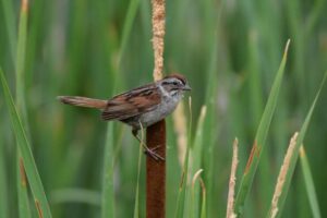 29 Sparrows in California (With Pictures)