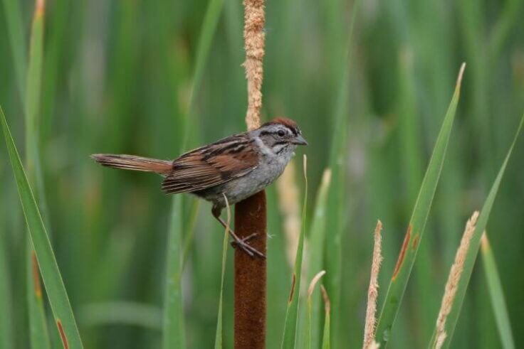 29 Sparrows in California (With Pictures)