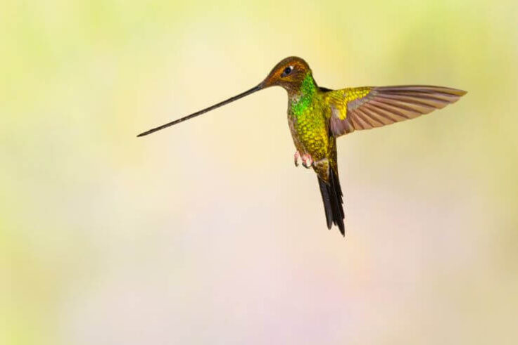 16 Exquisite Small Birds with Long Beaks (With Pictures)