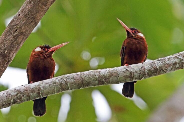 16 Exquisite Small Birds with Long Beaks (With Pictures)