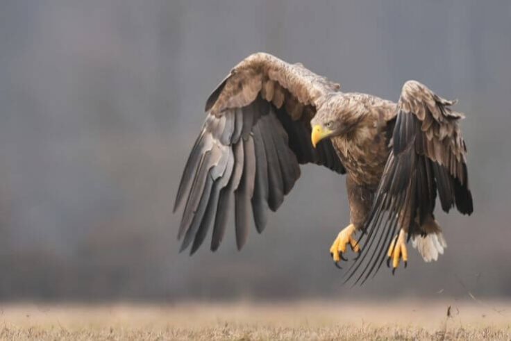 Eagles in the UK (With Pictures)