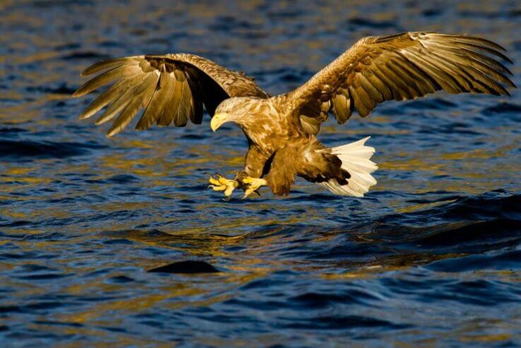 Eagles in the UK (With Pictures)