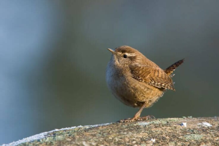 The 10 Smallest Birds in the UK (With Pictures)