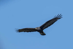13 Hawks in New Mexico (With Pictures)