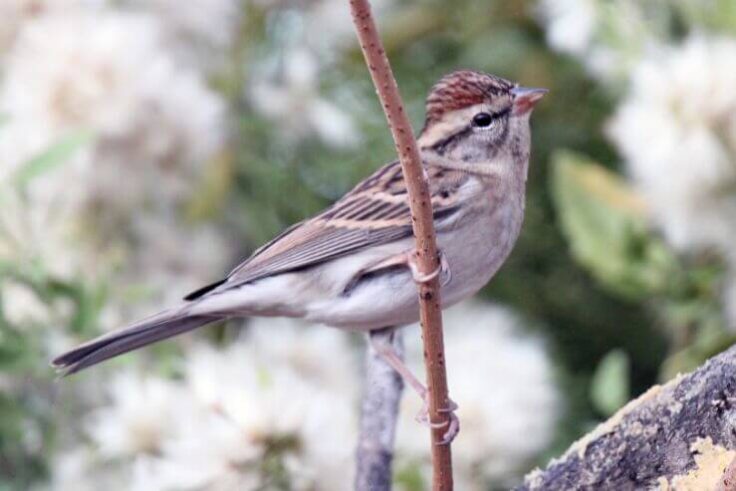 28 Sparrows in Texas (With Pictures)