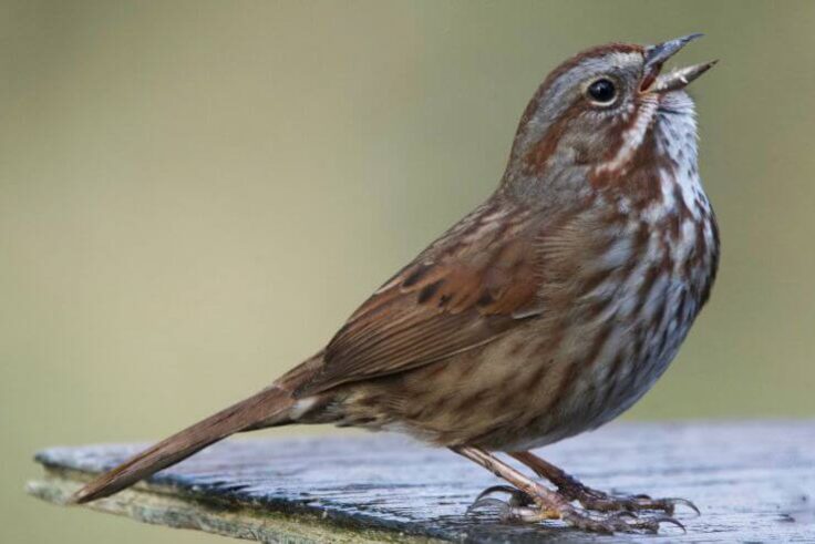 22 Sparrows in Missouri (With Pictures)