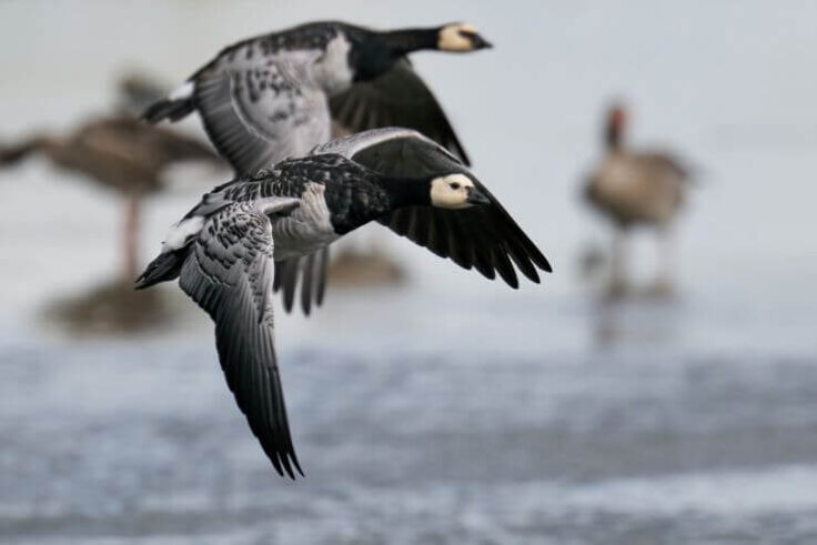 8 Geese in Florida (With Pictures)