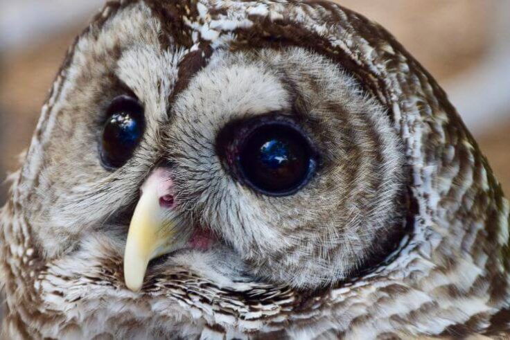 9 Owls in Vermont (With Pictures)