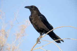 Birds of the Sahara (With Pictures)