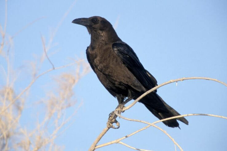 Birds of the Sahara (With Pictures)