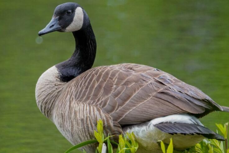 8 Geese in Florida (With Pictures)